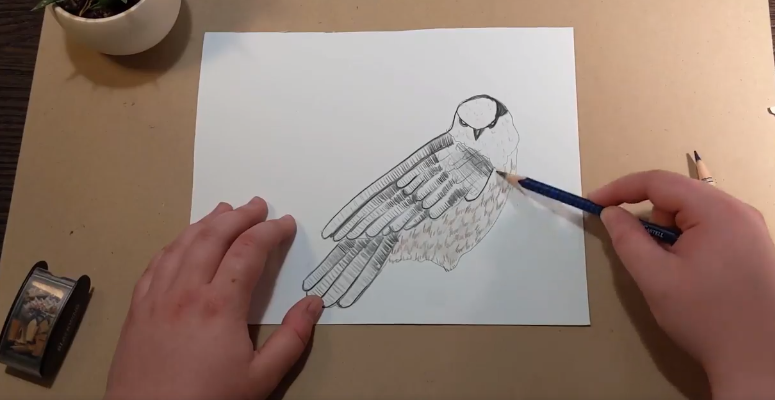 Grey Jay Art Activity | Museum London